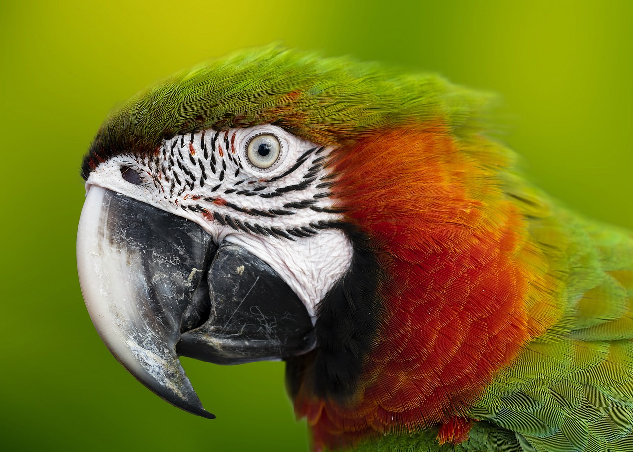 AI-Powered Insurtech Platform Parrot Raises $11 Million in Series A ...
